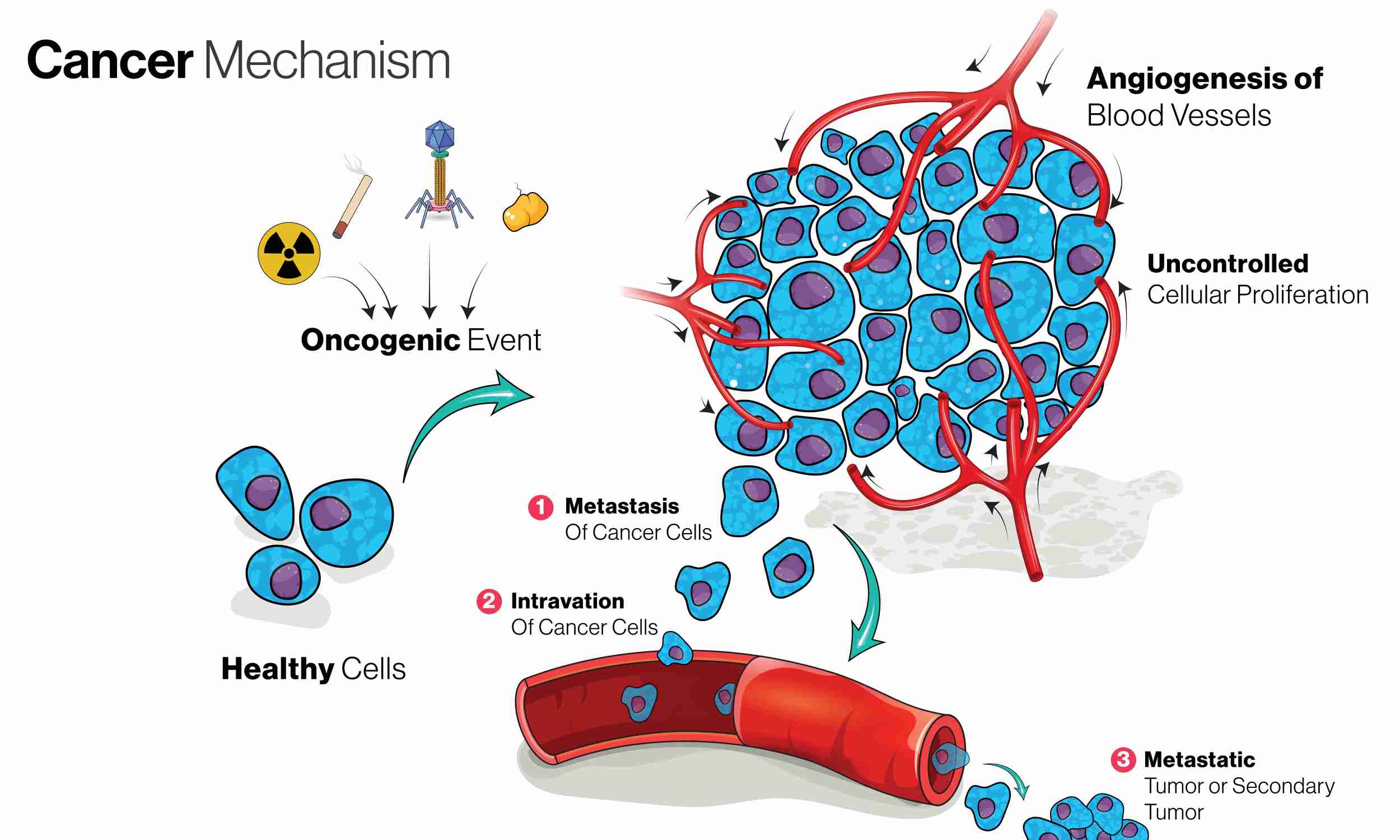 Hallmarks of Cancer - Cancer 12 - The Fasting Method