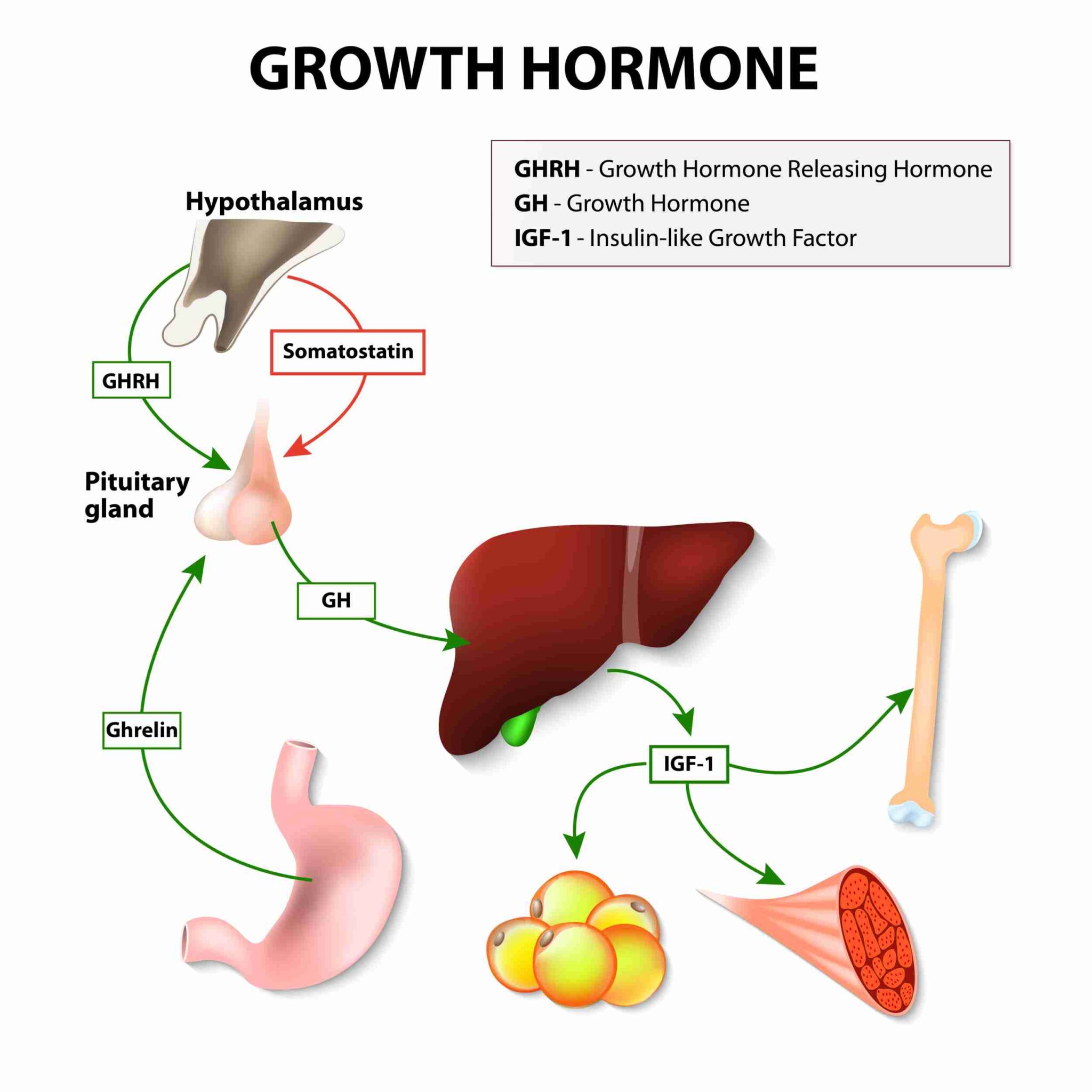 Hyperinsulinemia and cancer - Cancer 2 - The Fasting Method